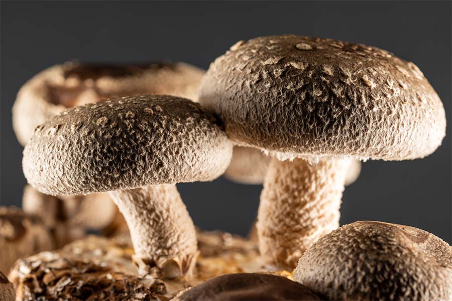 Au pays des cèpes et des girolles, Corinne Grelaud fait pousser des ...